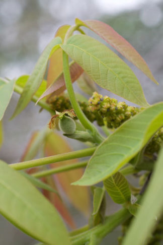 Persian Walnut | Changing Patterns | Flower Essence from Flora of Asia™